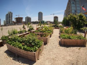 Sustainable Community Gardens: 7 Inspiring Insights - Urban Gardening Ideas